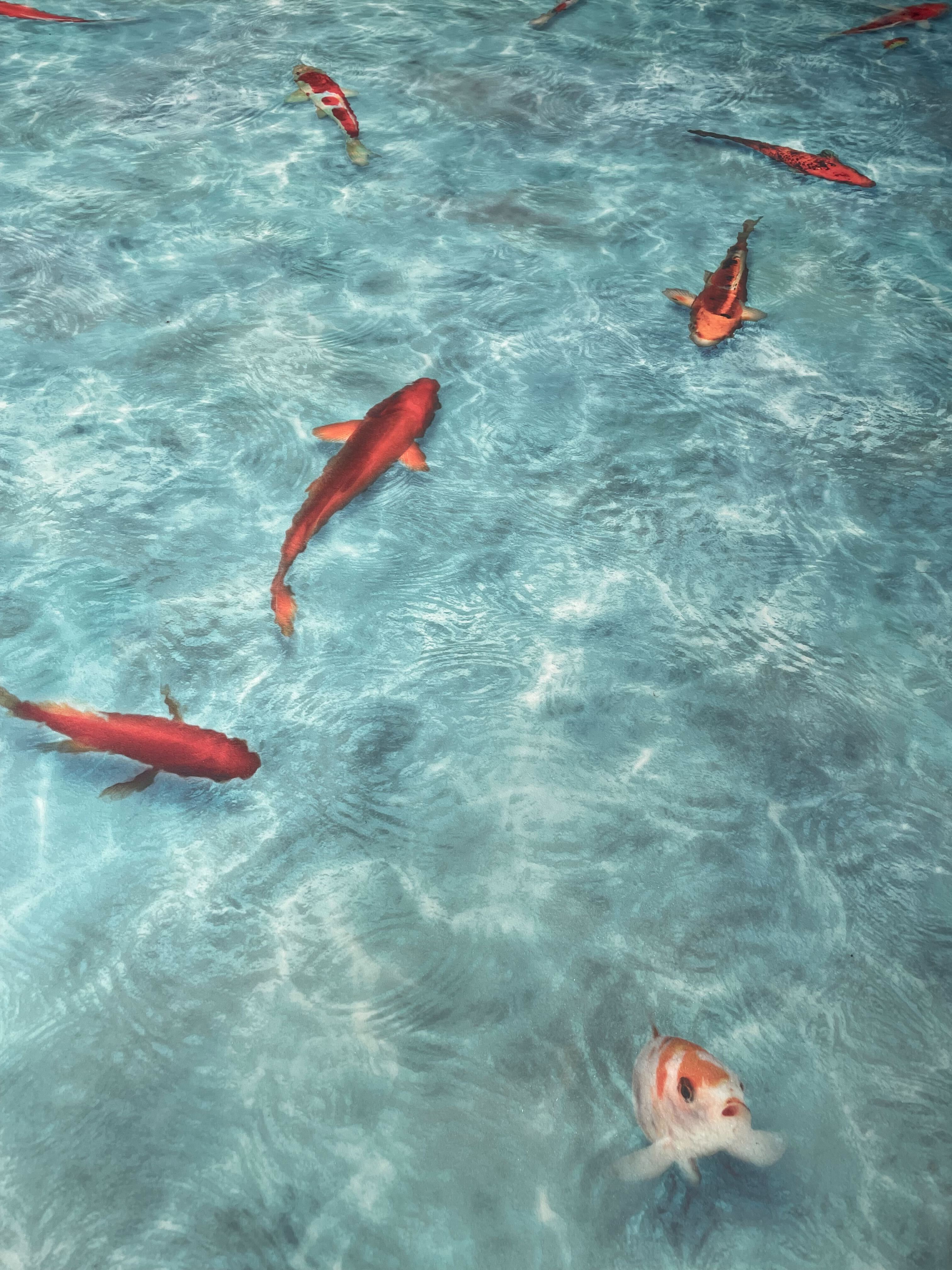 Moonlight Koi Carp Fish Vinyl | £16.95 / sq. metre